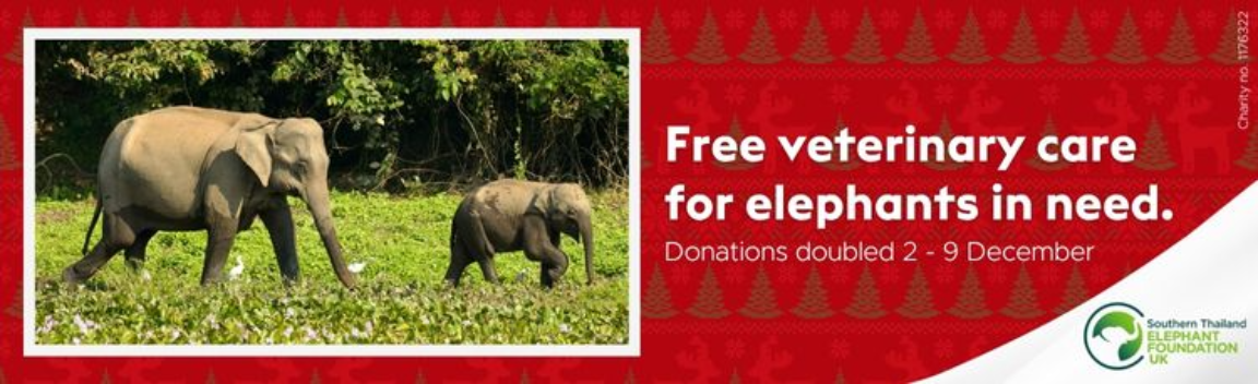 Free Veterinary Care for Endangered Elephants – Big Give