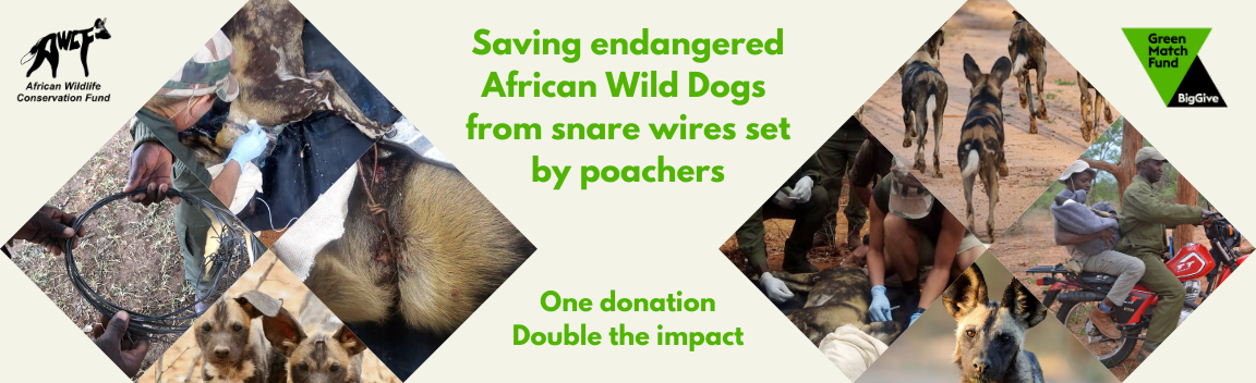 Rescuing Endangered African Wild Dogs from Snaring – Big Give