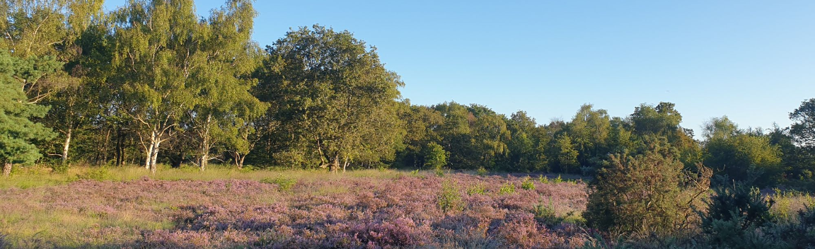 Restoring the Commons' heathlands – Big Give