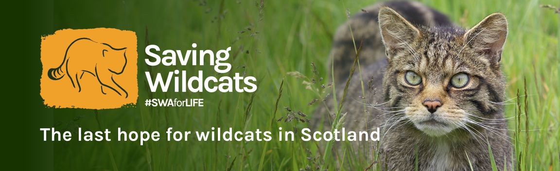 Last hope for wildcats in Scotland – Big Give