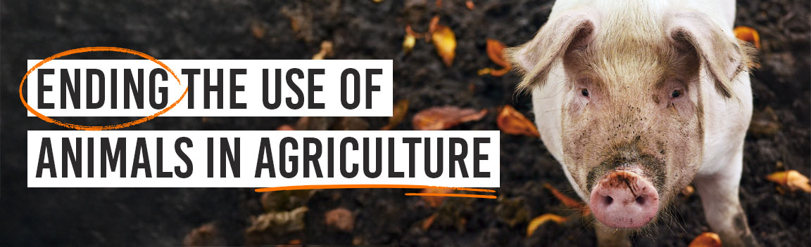 Ending the use of animals in agriculture – Big Give