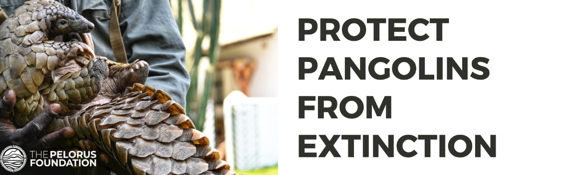 Please help protect pangolins from extinction – Big Give