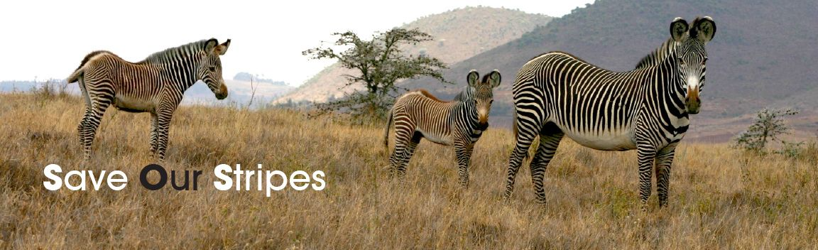 Saving Endangered Grevy's Zebra – Big Give