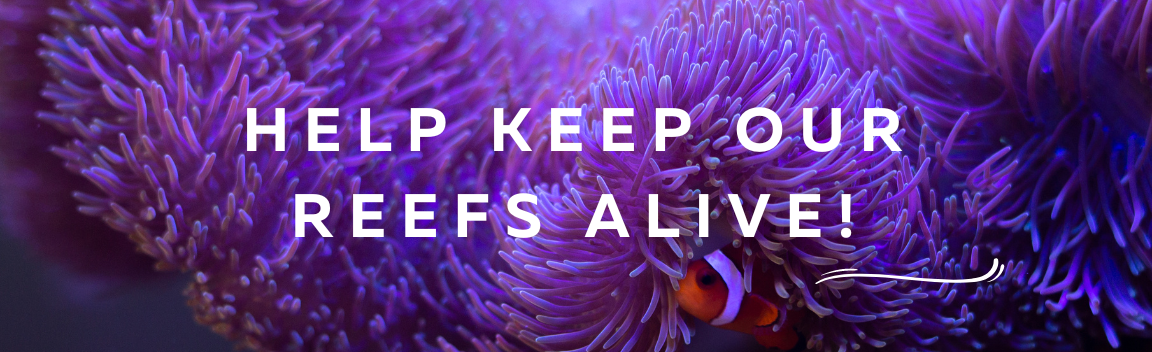 Help Keep Our Reefs Alive! – Big Give