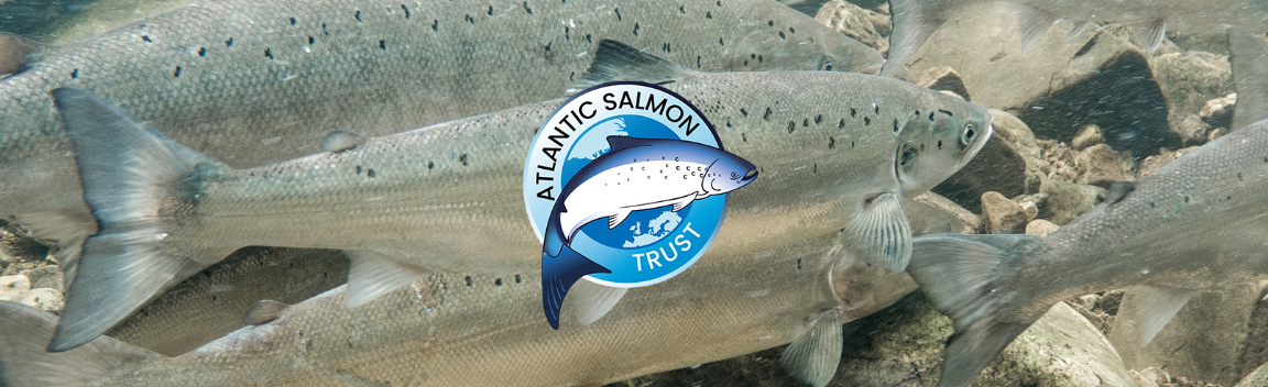 Restore wild Atlantic salmon and their environment – Big Give