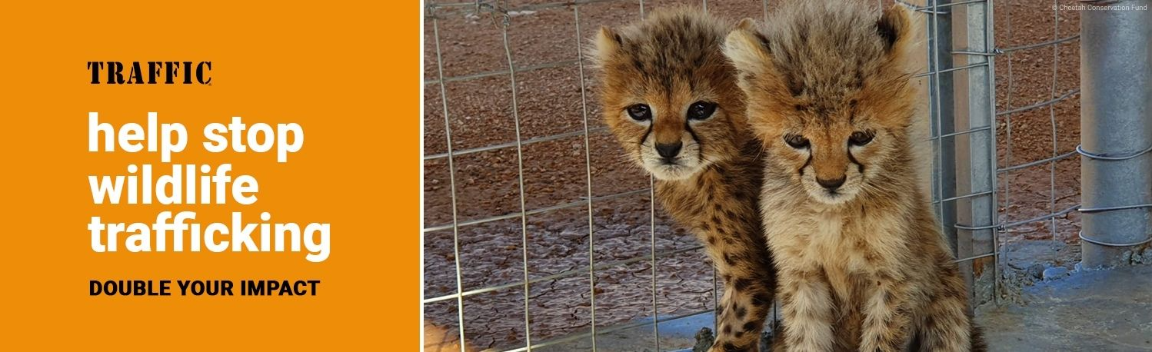 Stop Wildlife Trafficking – Big Give